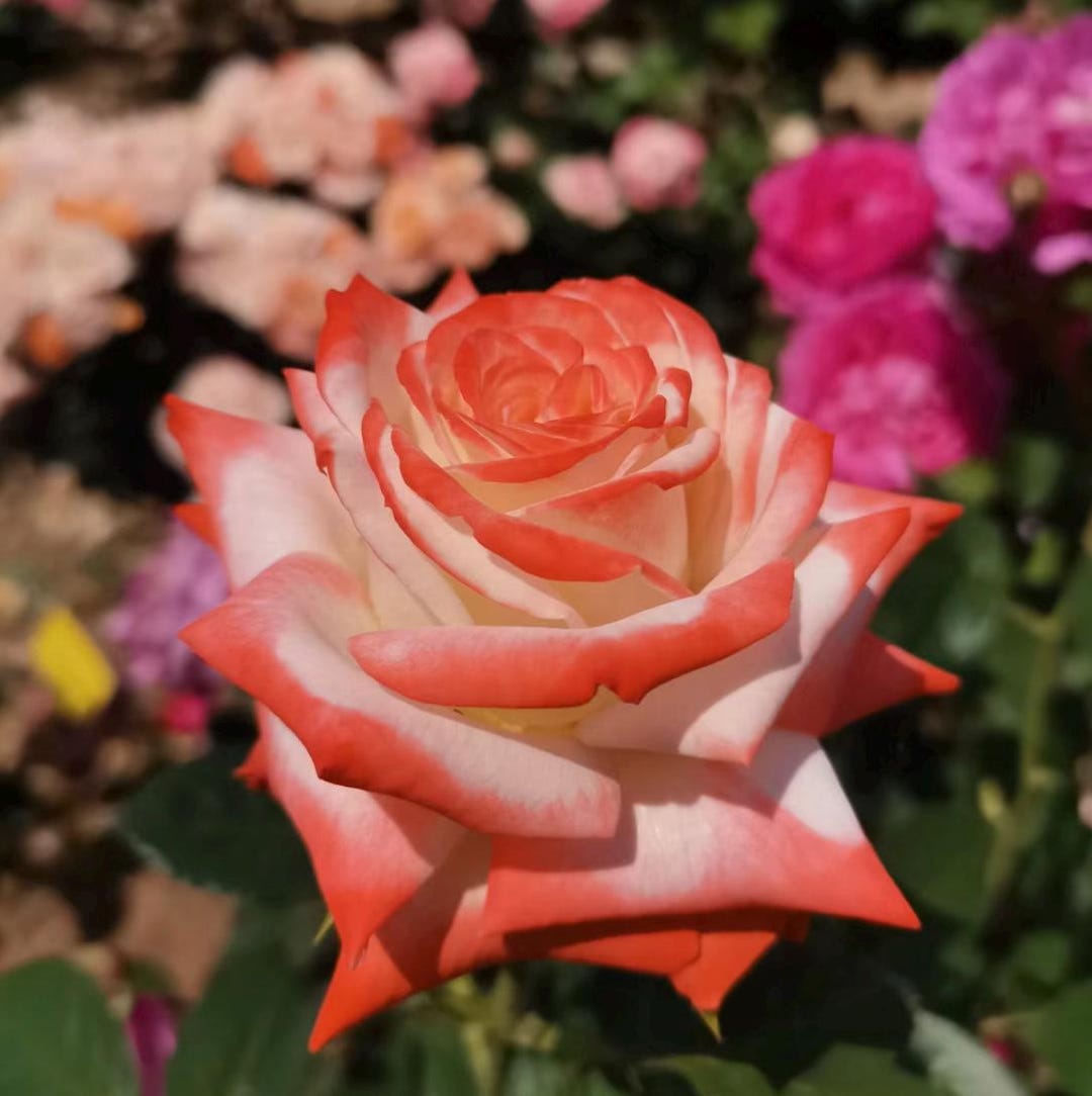 Rose “impératrice Farah”法拉皇后french Cut Rose Live Plant Ownroot, 1 ...