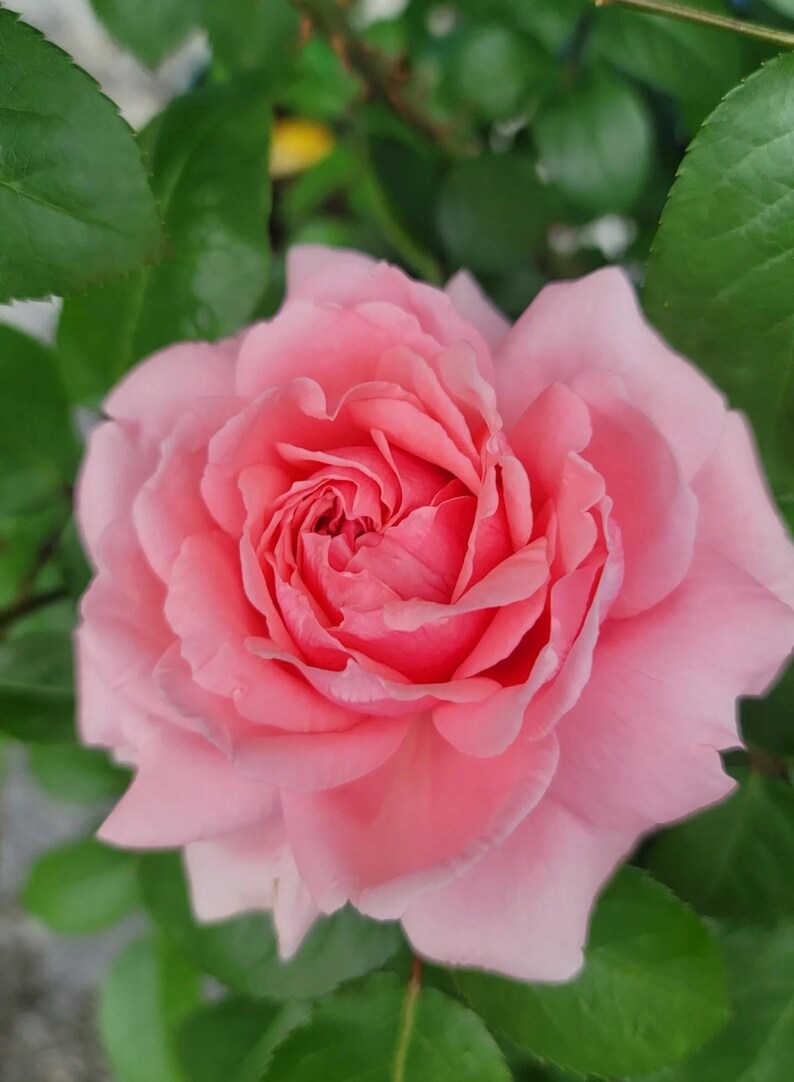 Rose Pink Climbing Rose Live Plant, 2 Gallon Ownroot - Etsy