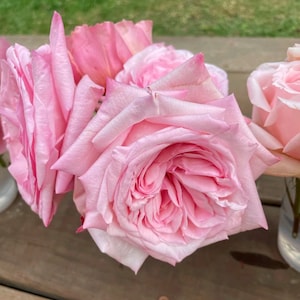 French Cut Rose Pink Strong Fragrant Rose Live Plant, 1 Gallon - Etsy