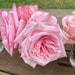 French Cut Rose Pink Strong Fragrant Rose Live Plant, 1 Gallon - Etsy