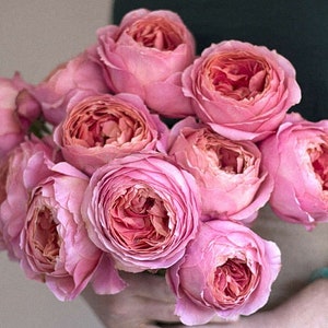 Rose “romantic Antike” 浪漫古董strong Fragrance Live Shrub Plant Ownroot, 1 ...