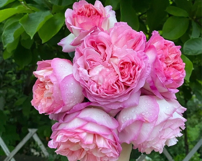 Rose aube破晓strong Fragrance Japanese Rose Live Plant, 5 Gallon - Etsy
