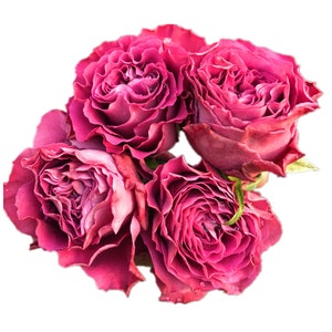 Rose precious Moments珍贵时刻 Dutch Deluxe Garden Rose Live Plant, 1 Gallon ...