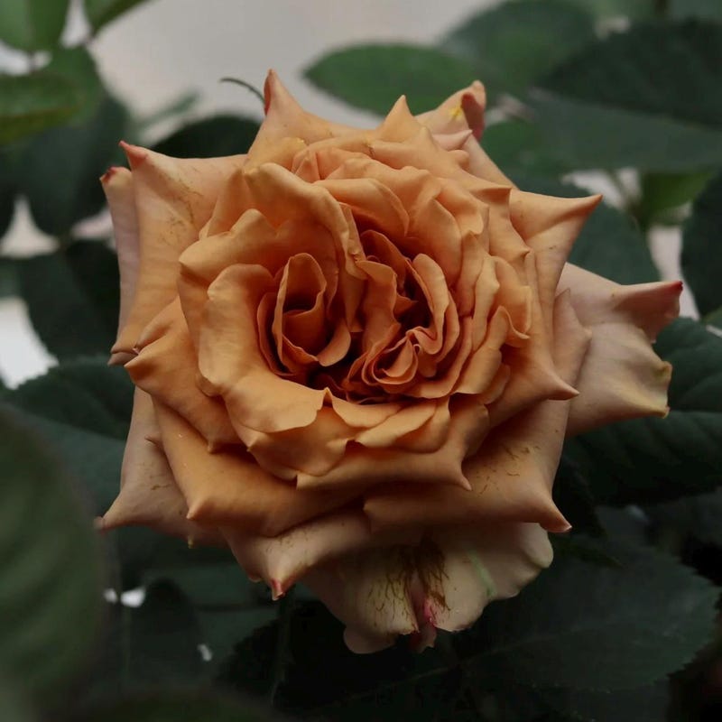 Toffee Rose - Etsy