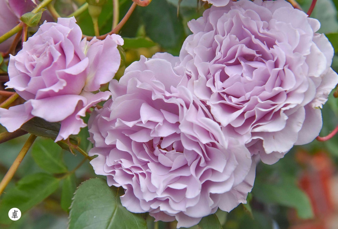 Rose ”libellula “ ターンブルー蜻蜓 Japanese Ruffle Lace Strong Fragrance Rose ...