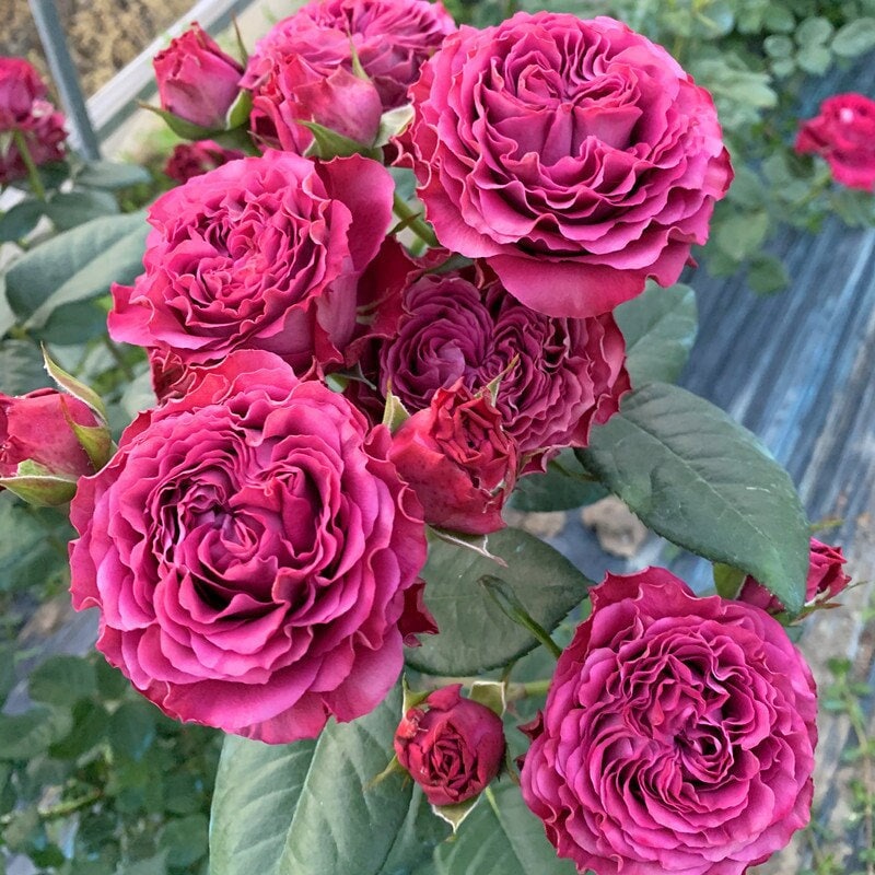 Rose precious Moments珍贵时刻 Dutch Deluxe Garden Rose Live Plant, 1 Gallon ...