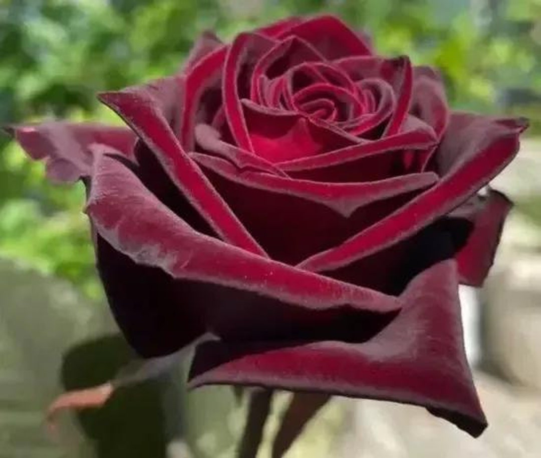 Rose black Baccara黑巴克 Hybrid Tea Rose Live Shrub Plant, 2 Gallon ...