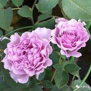 Rose libellula ターンブルー蜻蜓 Japanese Ruffle Lace Strong Fragrance Rose Live ...