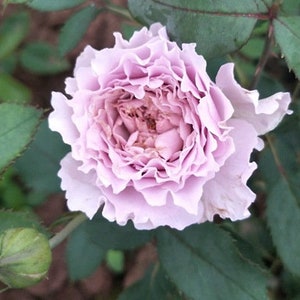 Rose libellula ターンブルー蜻蜓 Japanese Ruffle Lace Strong Fragrance Rose Live ...