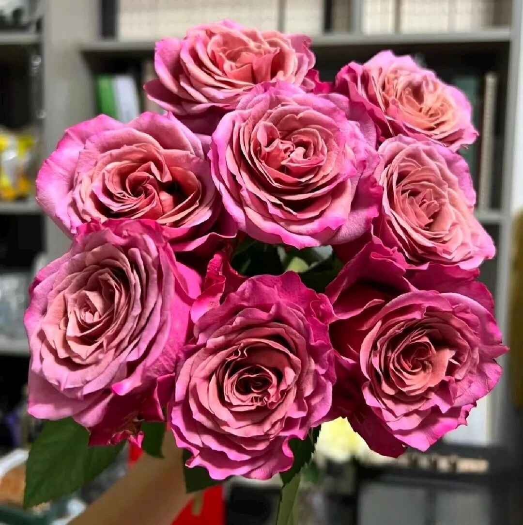 Rose “single Malt” 麦芽vip Roses Live Plant Ownroot, 1 Gallon Ownroot - Etsy