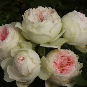 Rose "pompon Veranda/pashmina" 门廊绒球 パシュミナ German Live Plant Pink Green ...