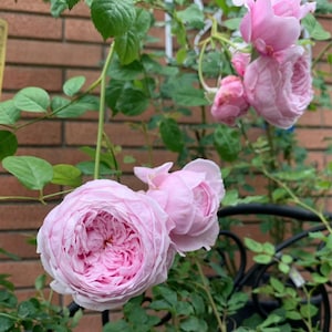 Rose “ausbite” English Climbing Rose Plant Ownroot, 1 Gallon - Etsy
