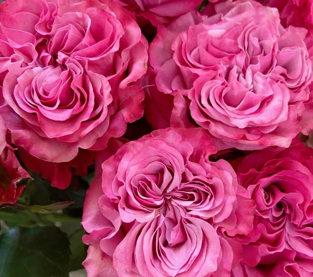 Rose country Blues乡村蓝调 VIP Cut Rose Live Shrub Lavender Rose Plant - Etsy