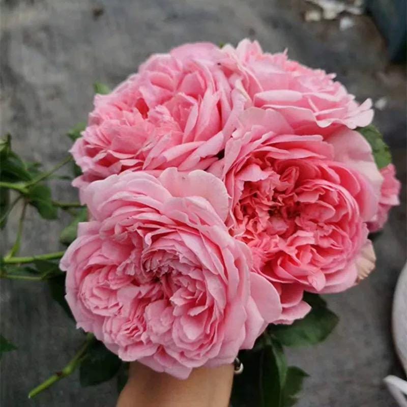 Rose Pink Climbing Rose Live Plant, 2 Gallon Ownroot - Etsy