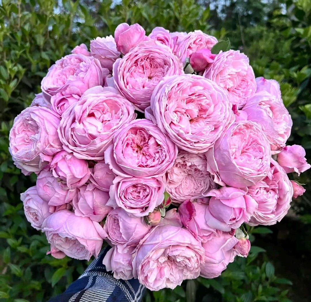 Rose “ausbite” English Climbing Rose Plant Ownroot, 1 Gallon - Etsy