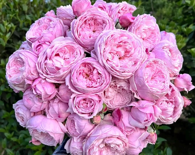 Rose “romantic Antike” 浪漫古董strong Fragrance Live Shrub Plant Ownroot, 1 ...