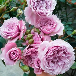 Rose ”libellula “ ターンブルー蜻蜓 Japanese Ruffle Lace Strong Fragrance Rose ...