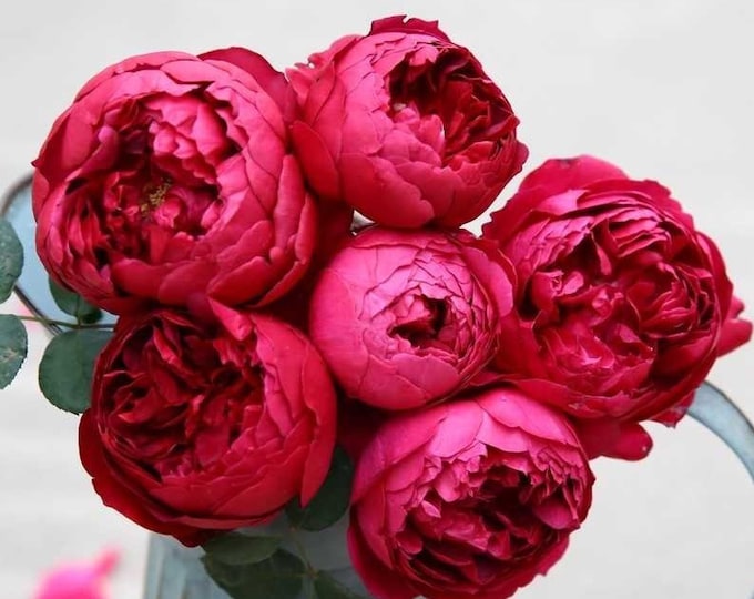 Rose "autumn Rouge" 秋日胭脂オータムルージュjapanese Rose Live Plant, Ownroot 1 ...