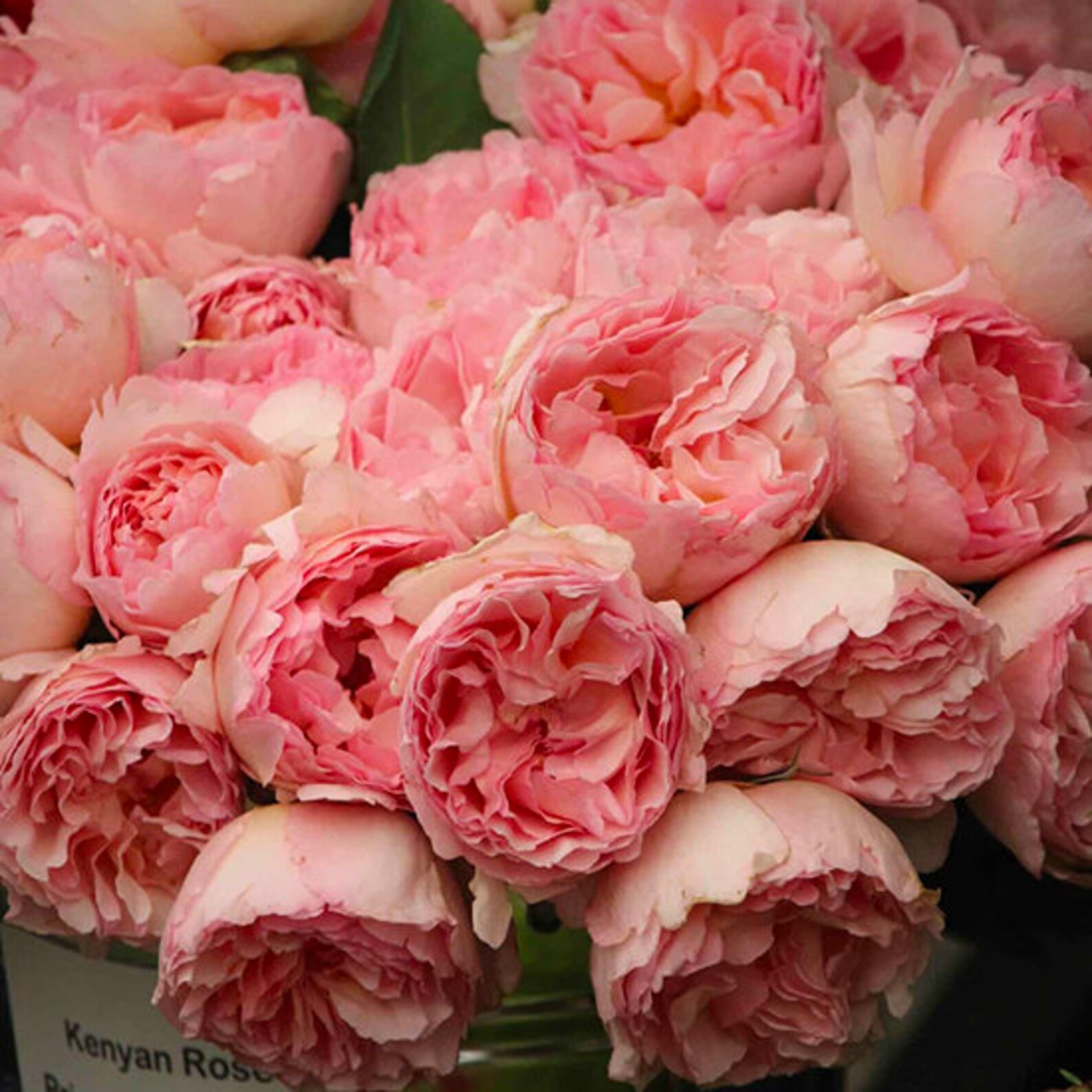 Rose princesse Charlene De Monaco® Strong Fragrance Live Plant 2 Gallon ...