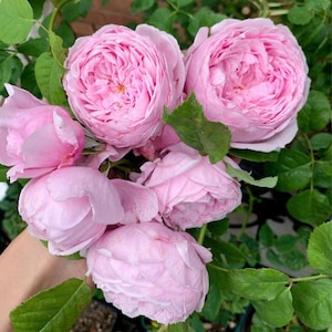 Rose “ausbite” English Climbing Rose Plant Ownroot, 1 Gallon - Etsy