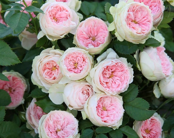 Rose "pompon Veranda/pashmina" 门廊绒球 パシュミナ German Live Plant Pink Green ...