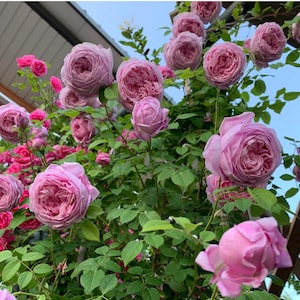 Rose “ausbite” English Climbing Rose Plant Ownroot, 1 Gallon - Etsy