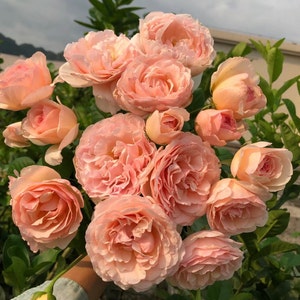 Rose princesse Charlene De Monaco® Strong Fragrance Live Plant 2 Gallon ...