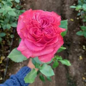 Rose country Blues乡村蓝调 VIP Cut Rose Live Shrub Lavender Rose Plant - Etsy