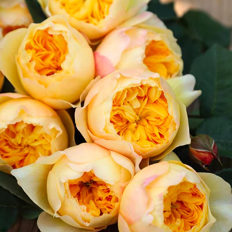 Chinese Rose “quejiu/chirp”雀啾 Live Rose Plant Ownroot 1 Gallon - Etsy