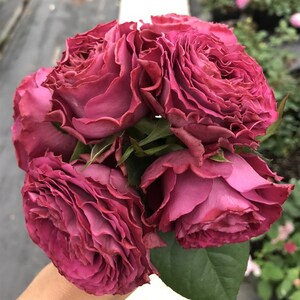 Rose precious Moments珍贵时刻 Dutch Deluxe Garden Rose Live Plant, 1 Gallon ...