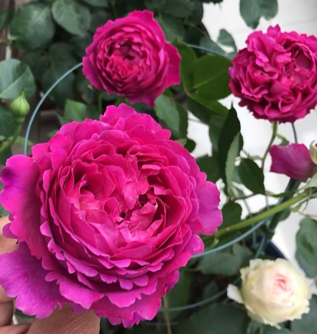 Rose “scent Garden” 伊芙芳香花园 Live Shrub Plant, Ownroot 1 Gallon - Etsy