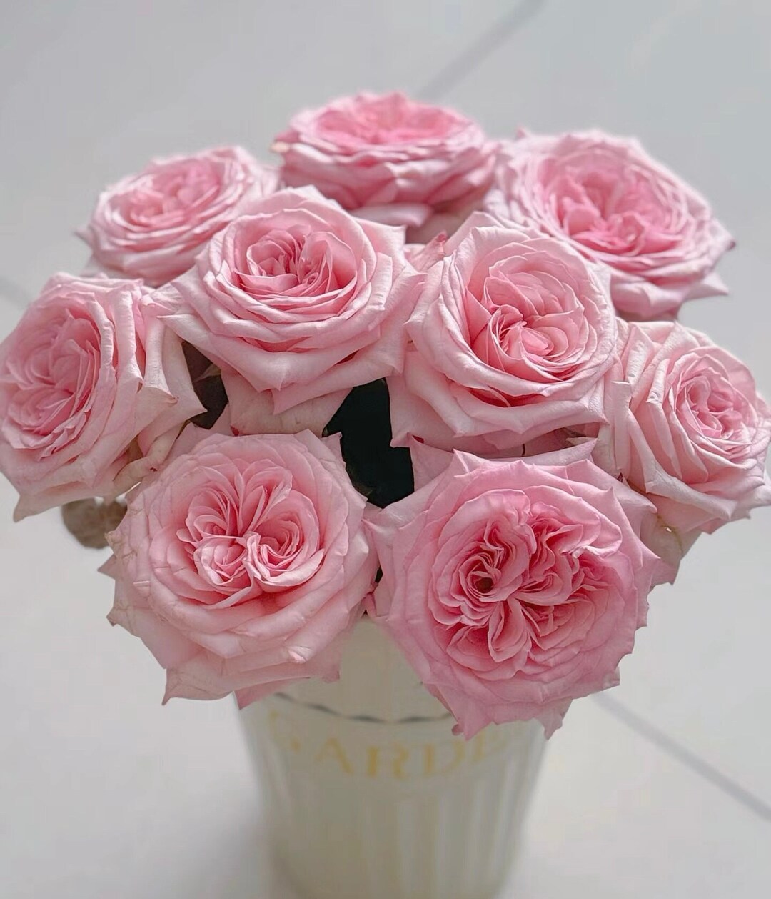 French Florist Rose Pink Strong Fragrant Rose Live Plant Ownroot, 1 ...