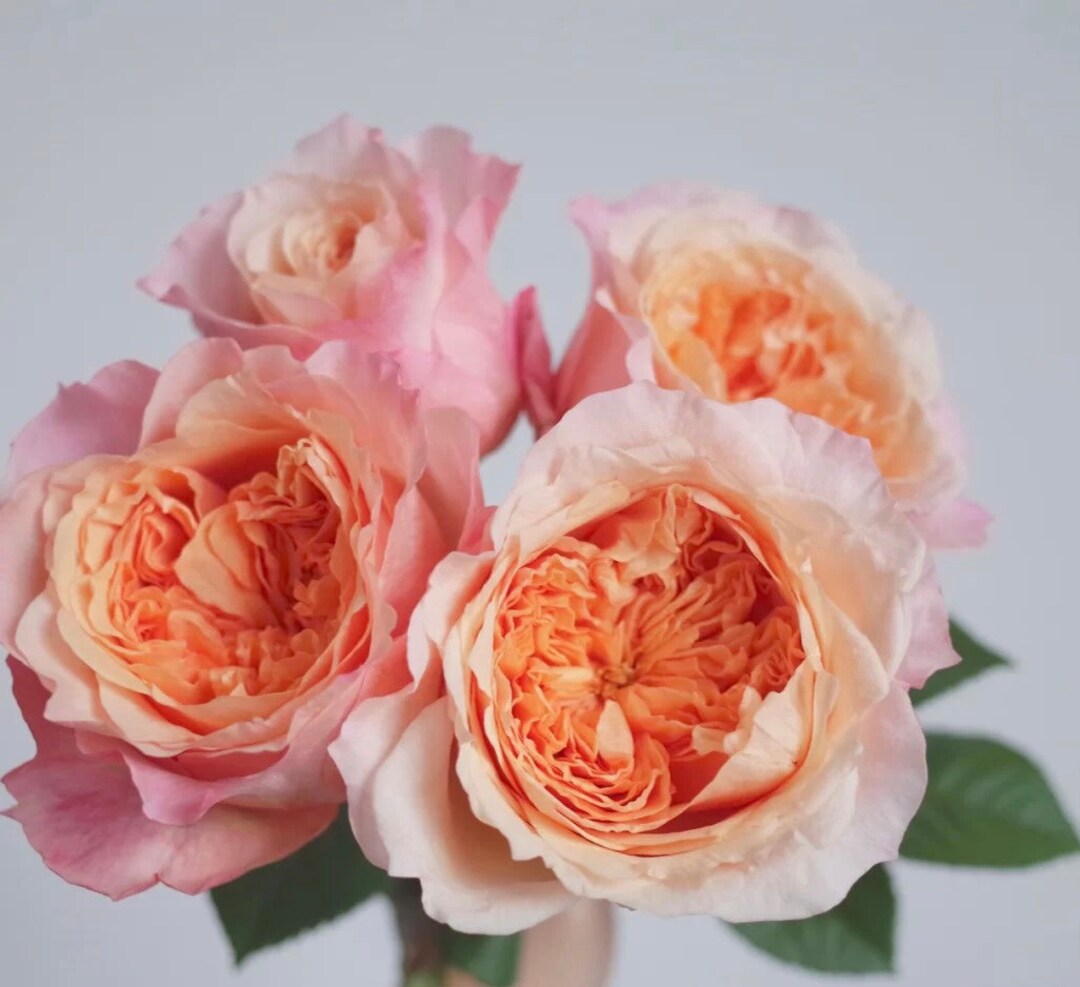 Rose victorian Secrets维多利亚的秘密 Roses Cut Flower Live Shrub Plant, 1 ...