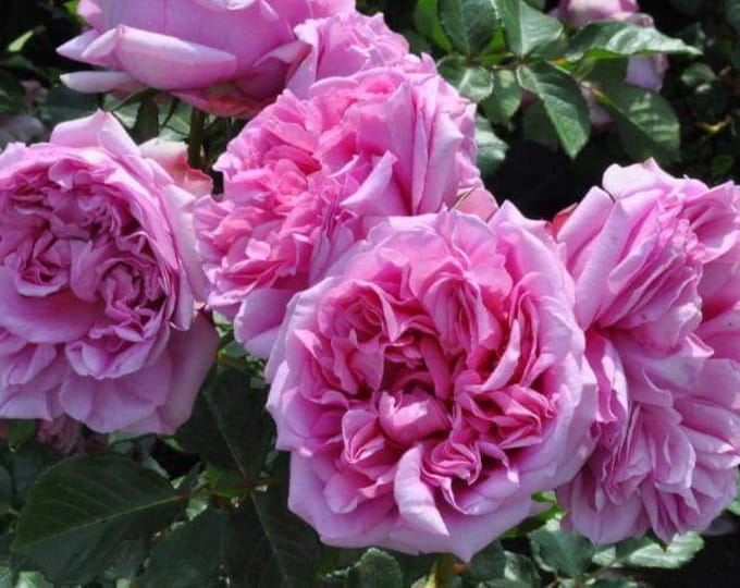 Rose ”pompadour“ 庞巴度 Fragrant France Rose Live Shrub Plant, 1 Gallon ...