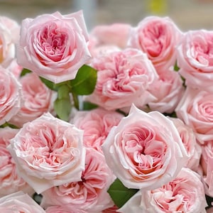 French Cut Rose Pink Strong Fragrant Rose Live Plant, 1 Gallon - Etsy