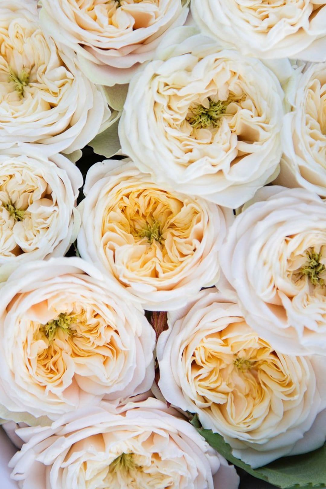 Rose darlington 达林顿VIP Rose Live Shrub Plant, 1 Gallon Ownroot - Etsy