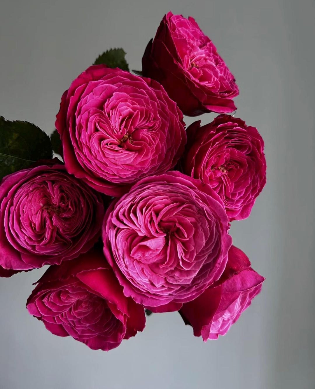 Rose “yuzen”友禅 Japanese Rare Color Rose Shrub Plant, 1 Gallon Ownroot ...