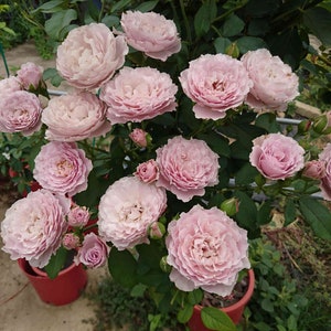 Rose ”libellula “ ターンブルー蜻蜓 Japanese Ruffle Lace Strong Fragrance Rose ...