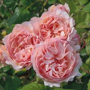Rose princesse Charlene De Monaco® Strong Fragrance Live Plant 2 Gallon ...