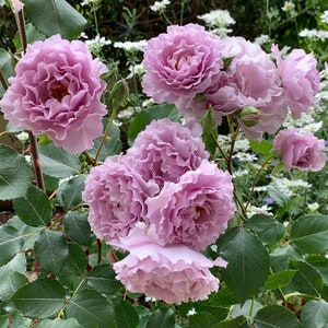 Rose libellula ターンブルー蜻蜓 Japanese Ruffle Lace Strong Fragrance Rose Live ...