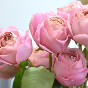 Rose “romantic Antike” 浪漫古董strong Fragrance Live Shrub Plant Ownroot, 1 ...