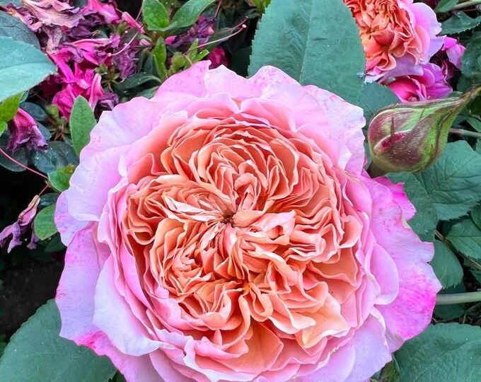 Rose victorian Secrets维多利亚的秘密 Roses Cut Flower Live Shrub Plant ...