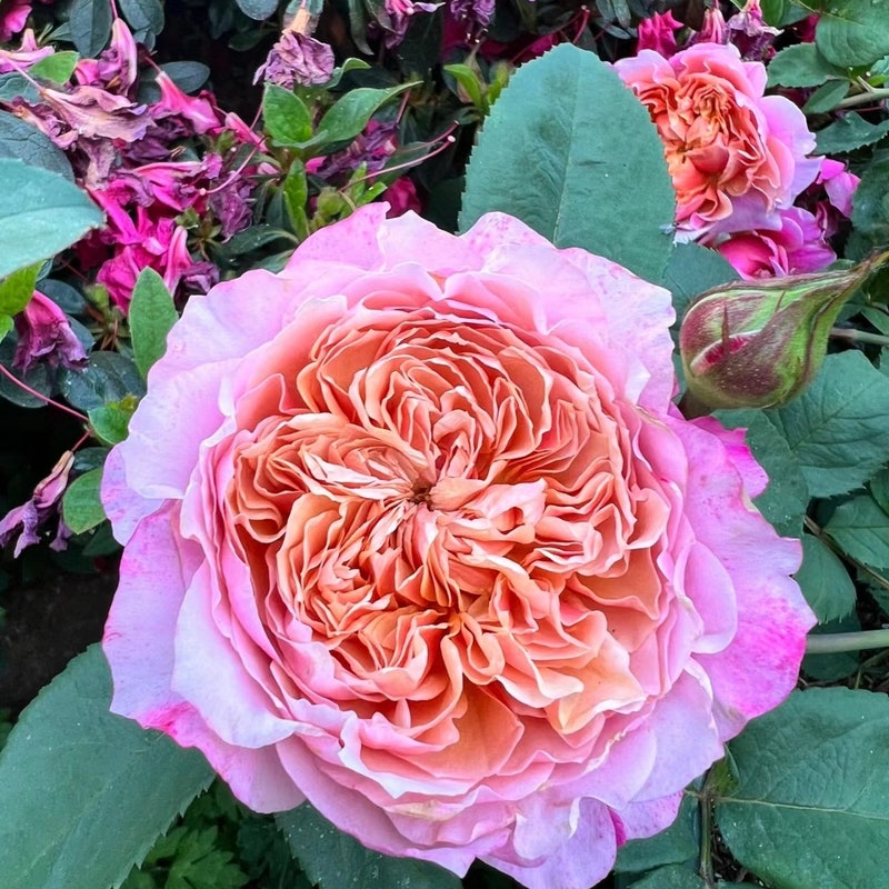 Rose Plants for Sale - Etsy