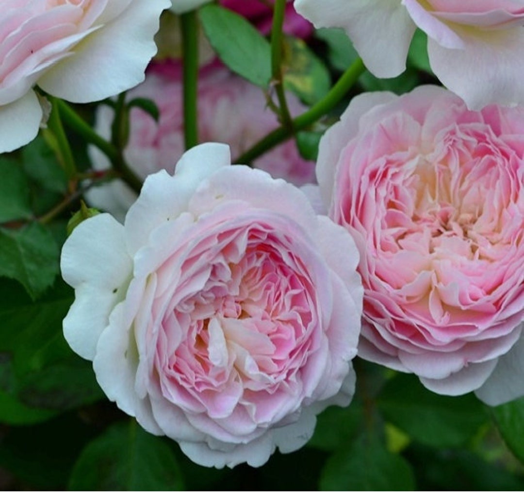 Rose "malines" 梅克林花边/河本洋 Japanese Rose Live Plant, 2 Gallon - Etsy