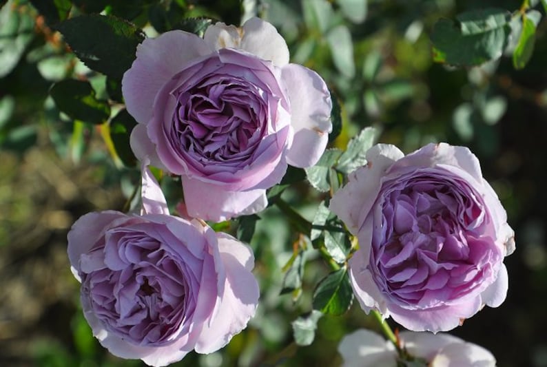 Lilas 丽拉 Japanese Rose Live Plant Rare Color Shrub Ownroot, Ownroot 1 ...