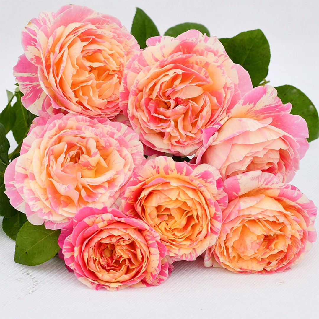 Rose “claude Monet” 莫奈 Rose Stripe Blend Live Plant Rare Color Shrub, 2 ...