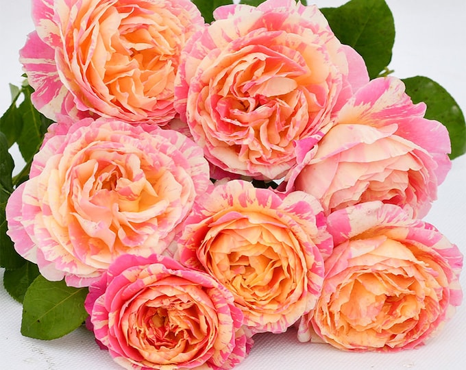 Rose “claude Monet” 莫奈 Rose Stripe Blend Live Plant Rare Color Shrub, 1 ...
