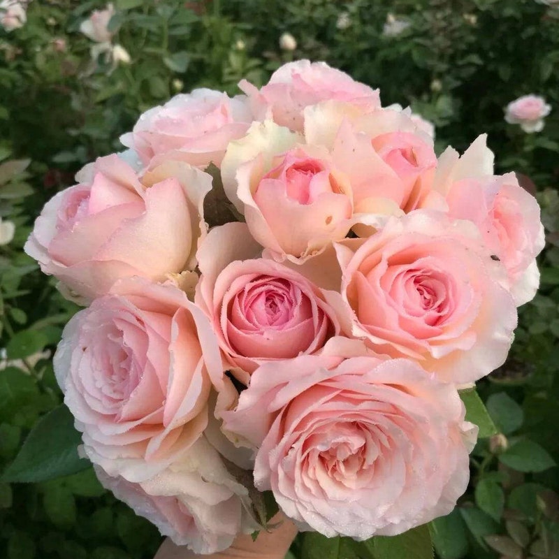 Rose Flowering Plant - Etsy