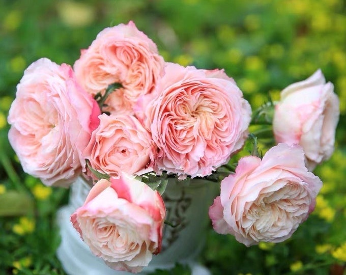 Rose tamaki Misora 环美空japanese Rose Live Plant Shrub, 1 Gallon - Etsy