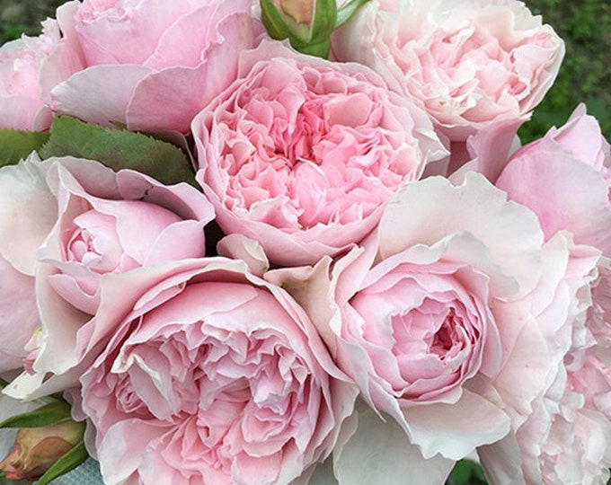 Rose country Blues乡村蓝调 VIP Cut Rose Live Shrub Lavender Rose Plant - Etsy